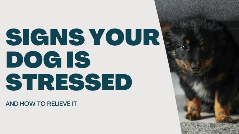 Signs Your Dog Is Stressed And How To Relieve It – Dog's Nature