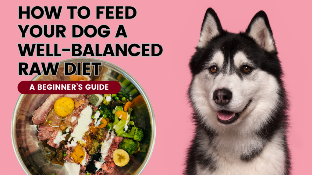 A Beginner’s Guide To Feeding Your Dog A Well-Balanced Raw Diet – Dog's ...