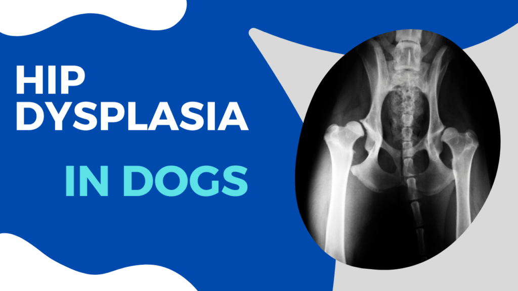 How To Recognise And Treat Hip Dysplasia In Dogs – Dog's Nature