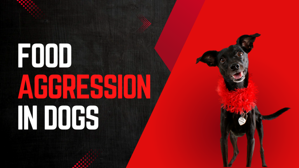 Understanding and Addressing Food Aggression in Dogs: A Guide for ...