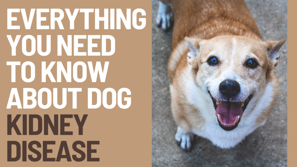 Kidney Disease in Dogs: Stages, Symptoms, Causes, and Treatment – Dog's Nature