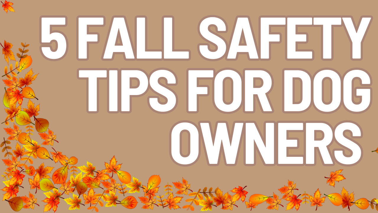 Fall Safety Tips for Dog Owners: Navigating Seasonal Hazards 🍂🐾 – Dog's ...